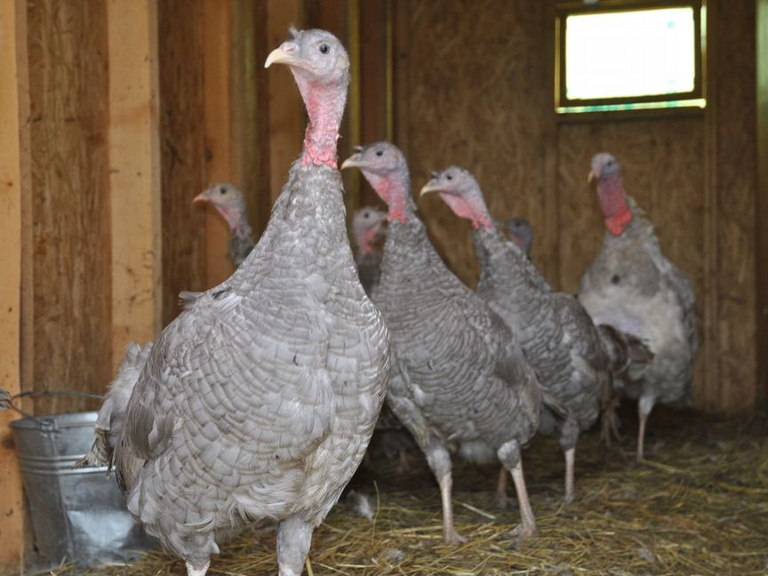 Индюшки годовалые и яйцо