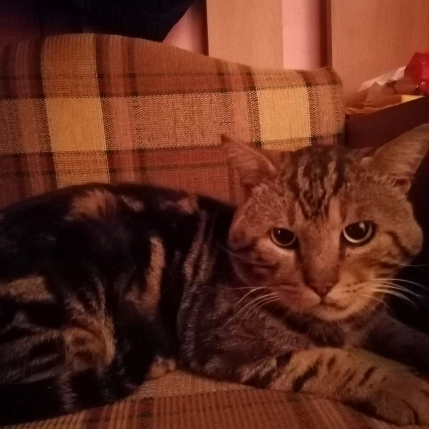 Кот-потеряшка