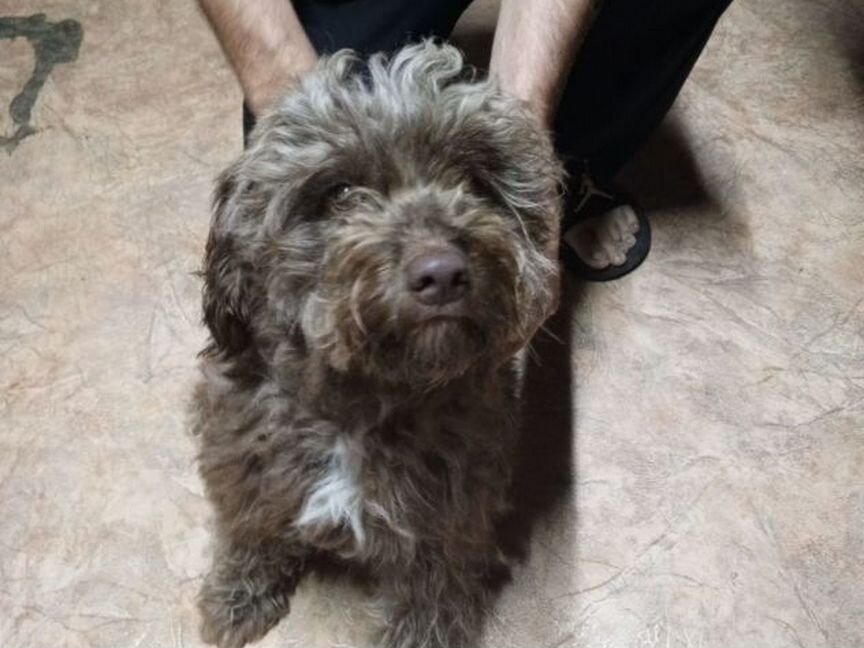 Мальтипу f1 стандарт девочка