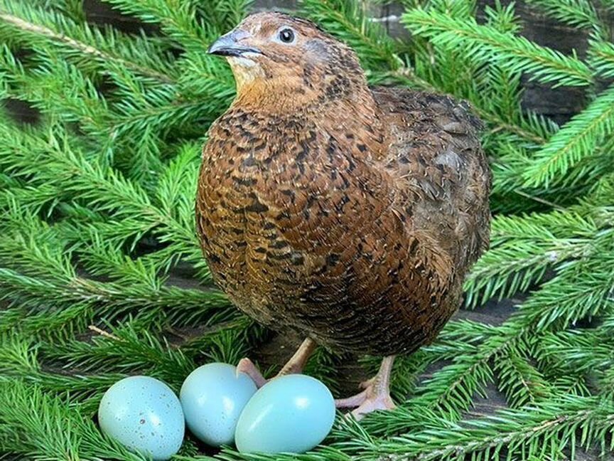 Перепела селадон на племя