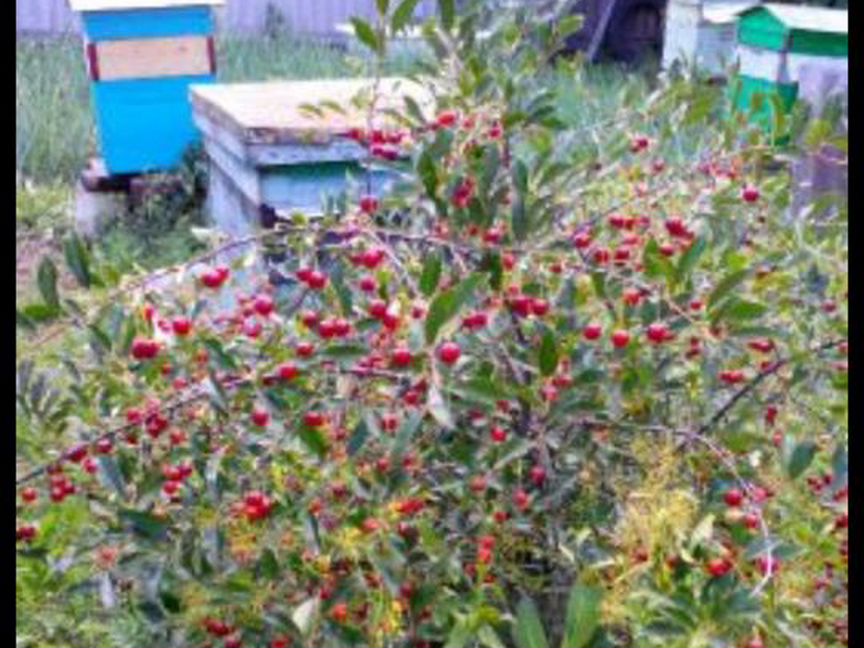 Продаю улей+12 рамок+пчёлы (без магазина)