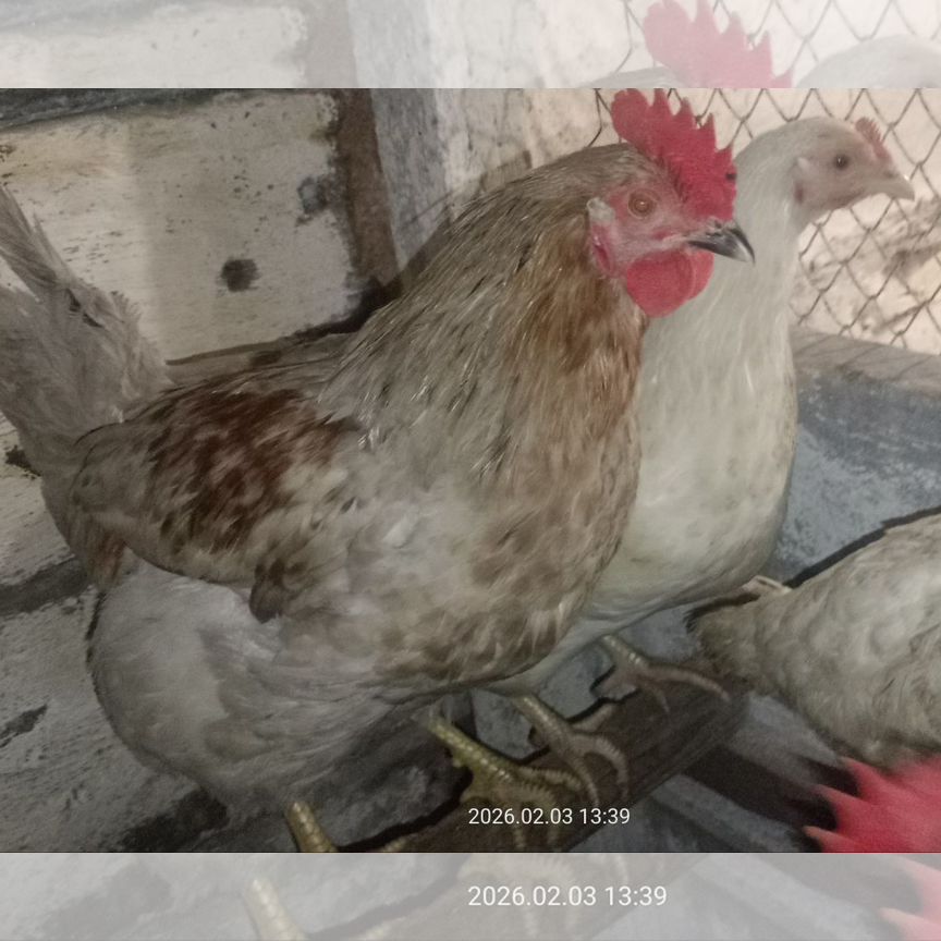 Петушки 8-10 месяцев