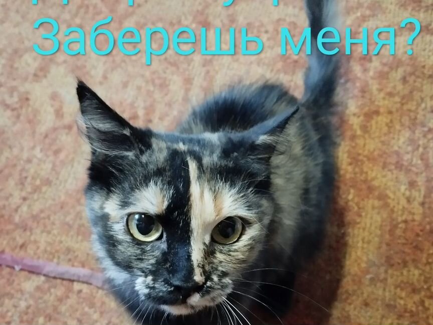 Бусинка ищет добрые руки)