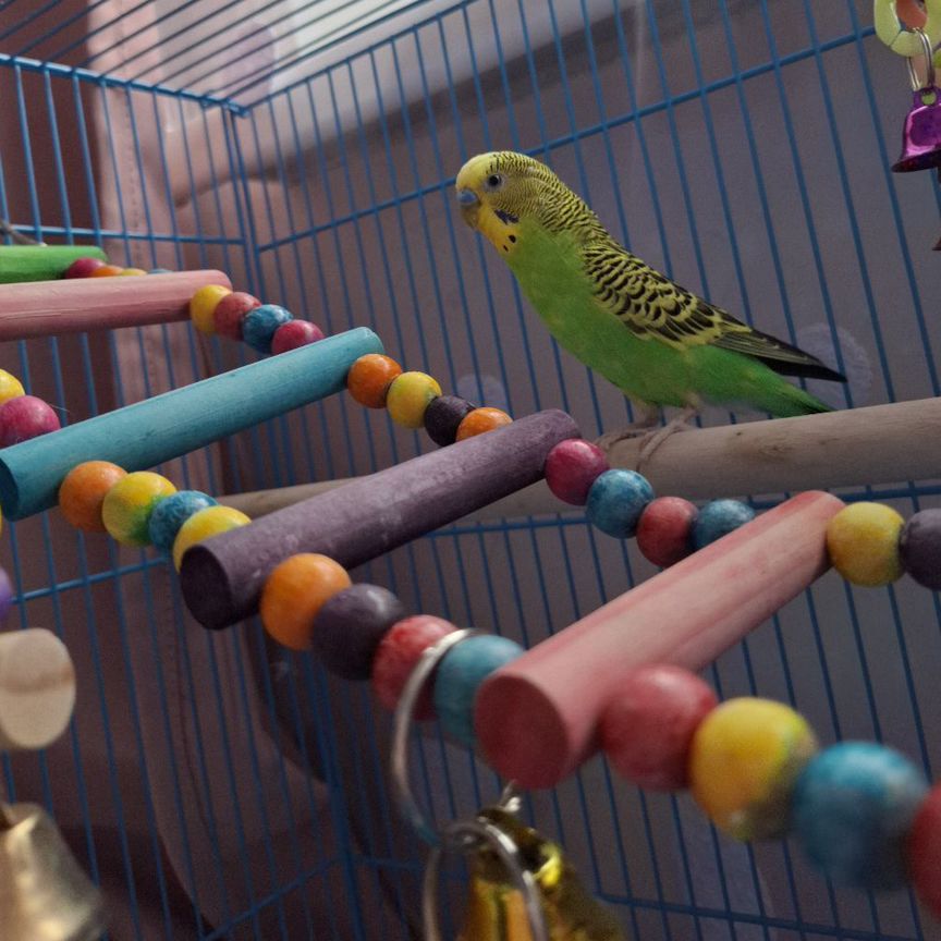 Попугайчик мальчик совсем ручной