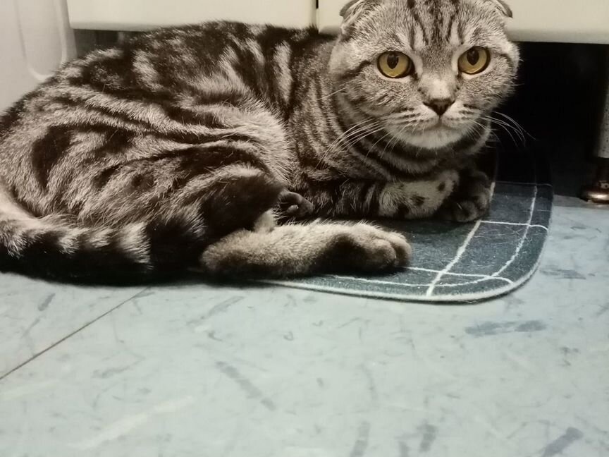 Отдам кошечку