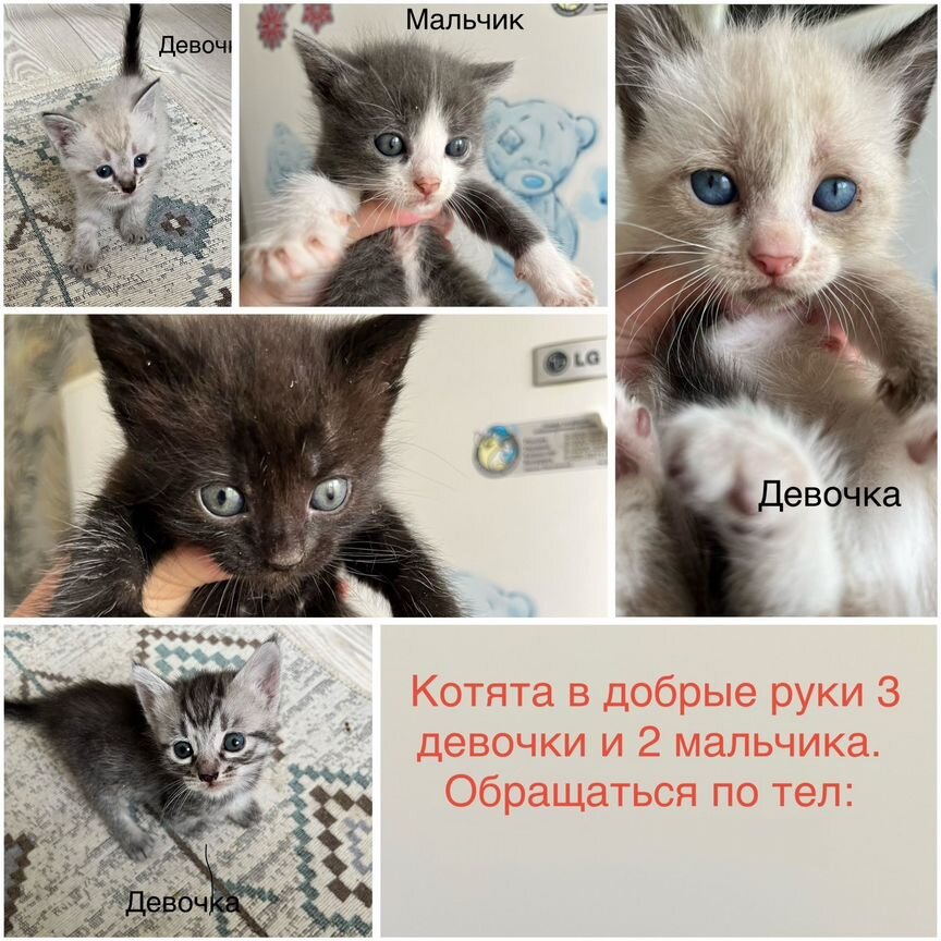 Котёнок в добрые руки
