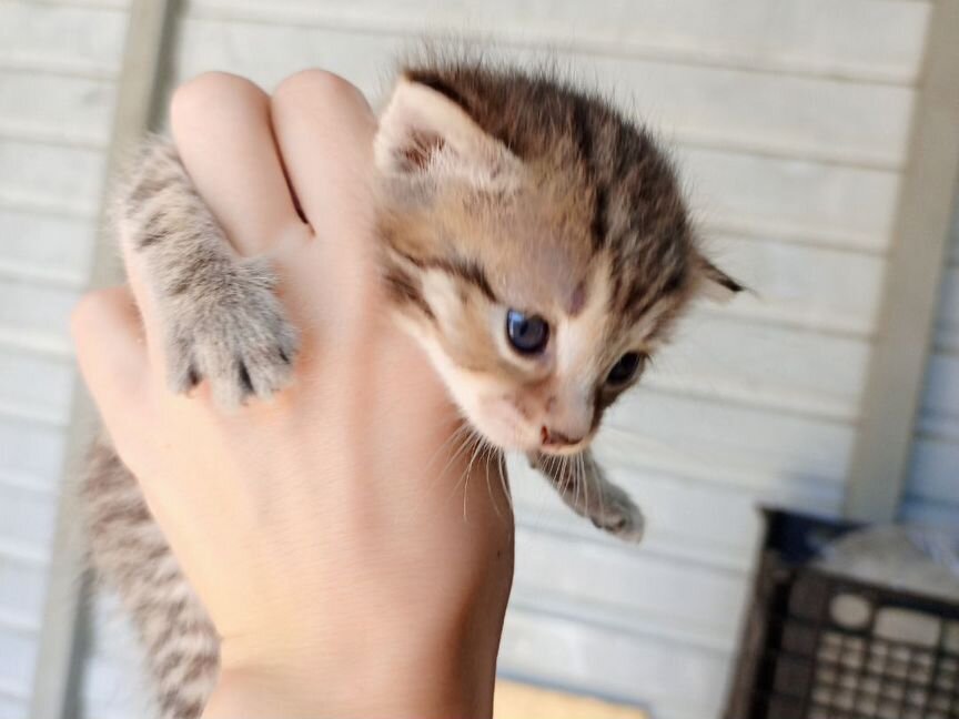 Котята в добрые руки бесплатно