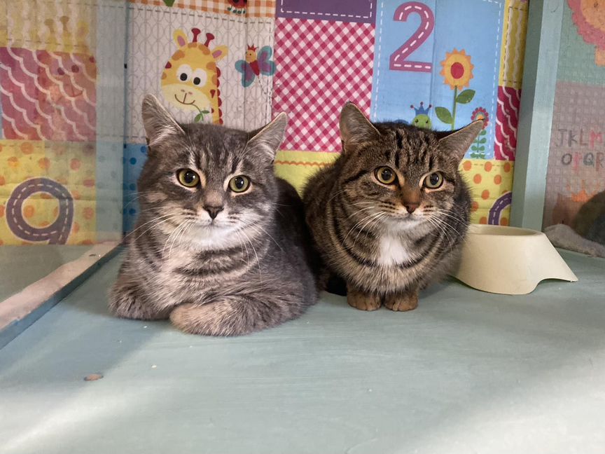 Котята-подростки в добрые ручки