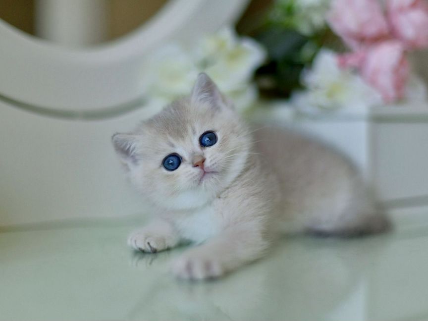 Котята британская шиншилла