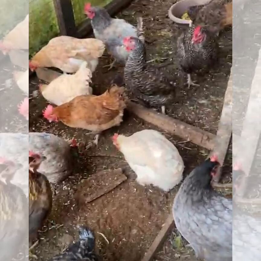 Курицы несушки на мясо 20 шт