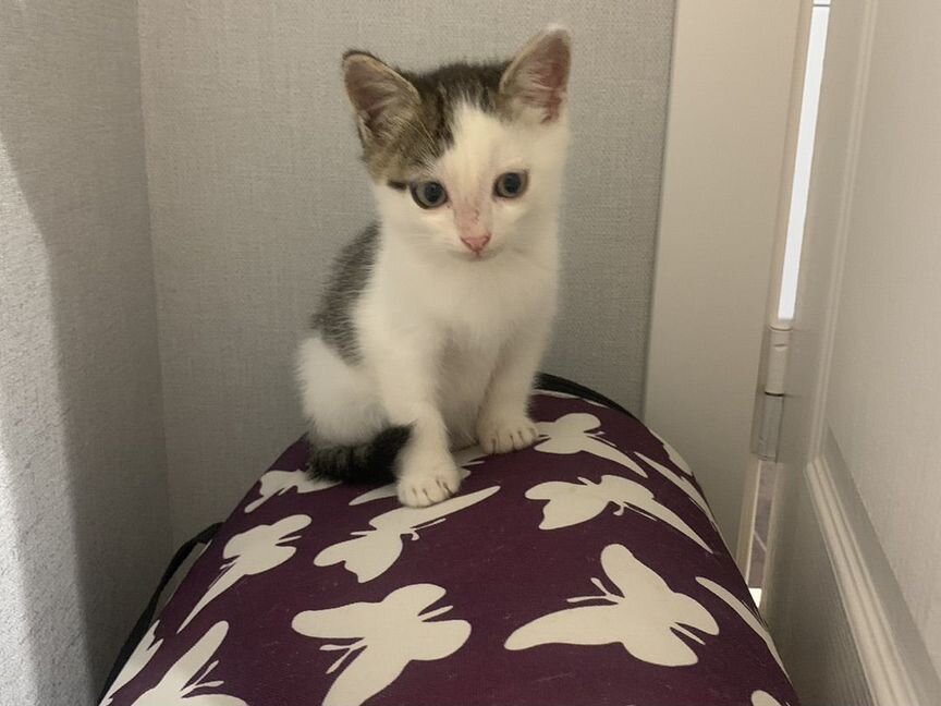 Котенок домашний девочка 2 месяца