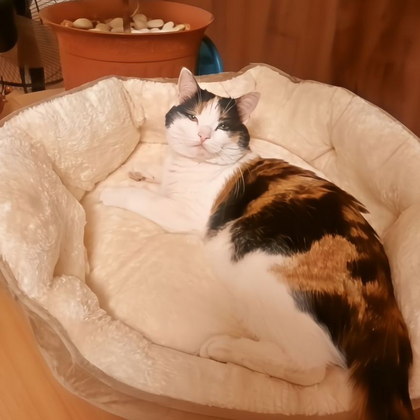 Лежанка для животных бу