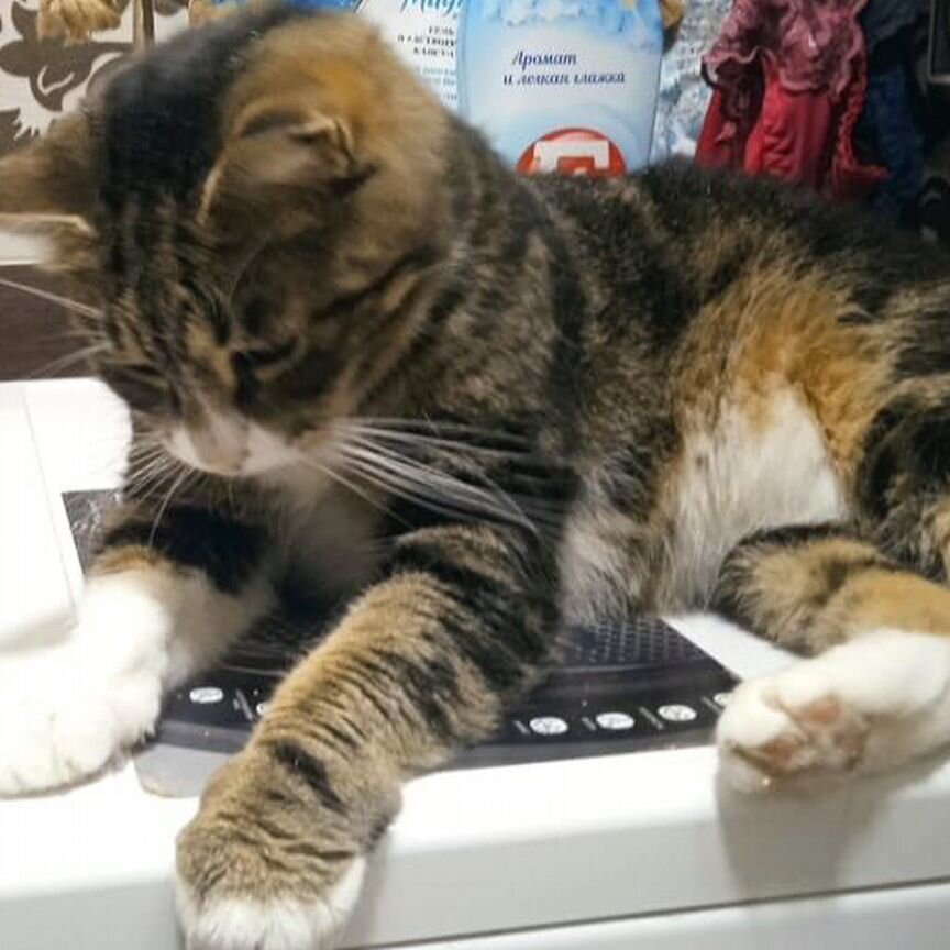 Помогите спасти кота