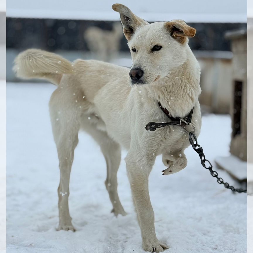Взрослый пёс в добрые руки