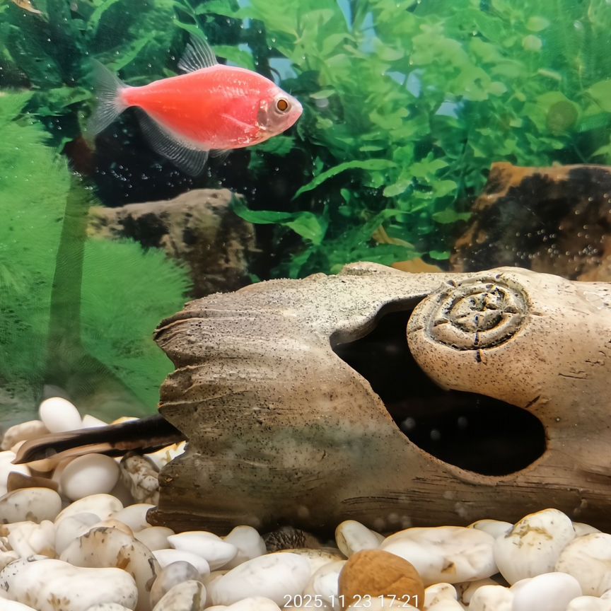 Аквариум с рыбками 30 л