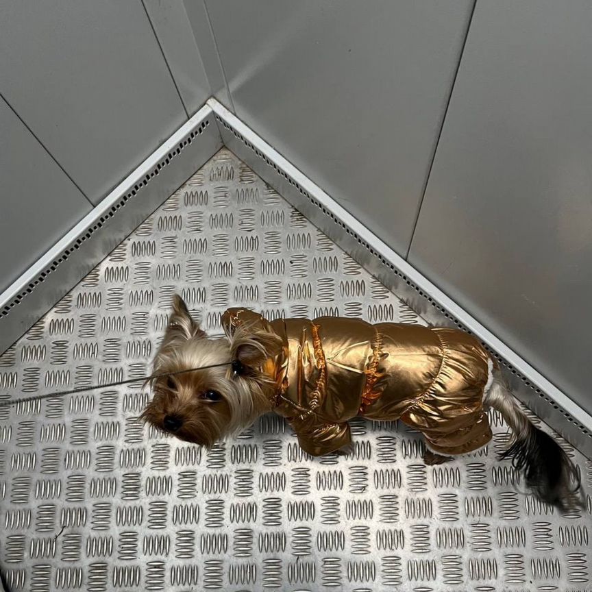 Йоркширский терьер девочка