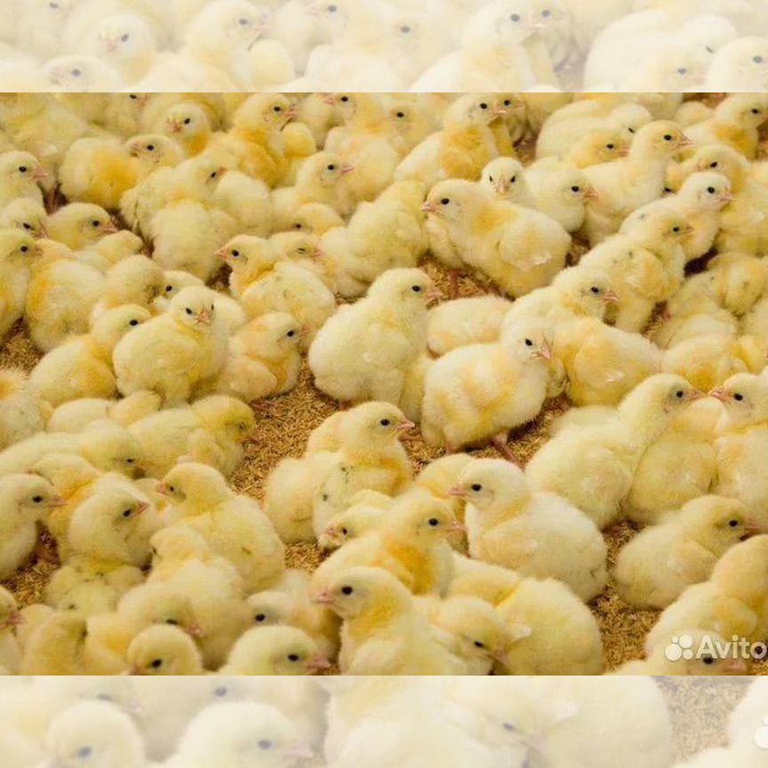 Бройлеры кобб 500