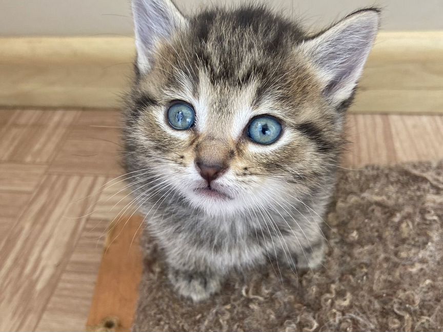 Кошечка 3 месяца ждет хозяина