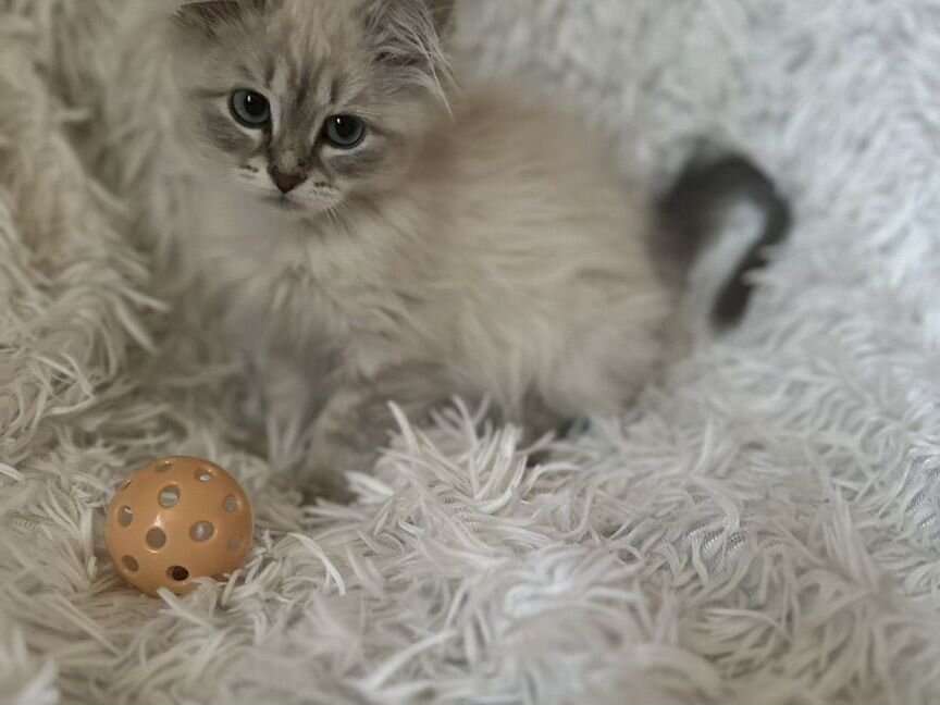 Невские маскарадные котята