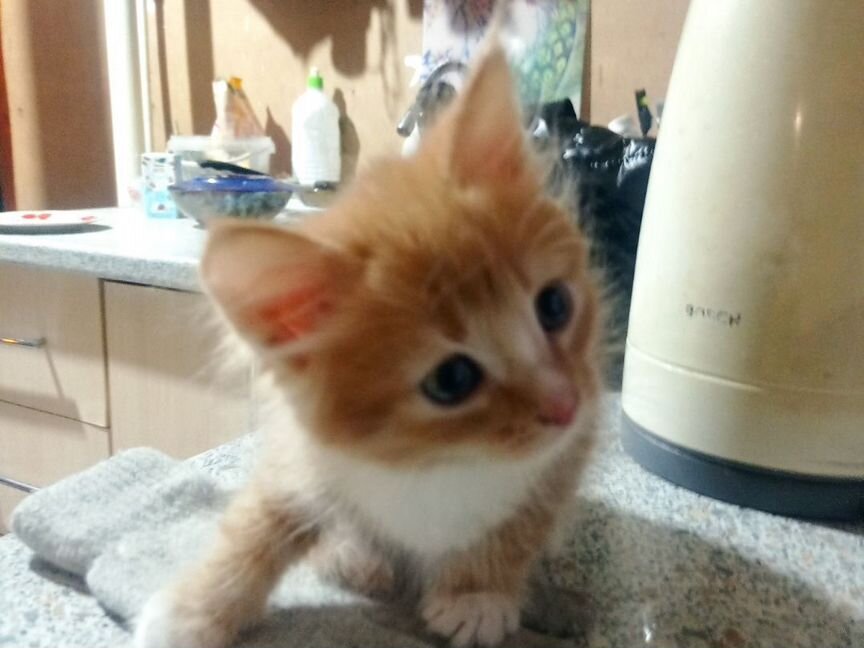 Котята в добрые руки бесплатно мальчик