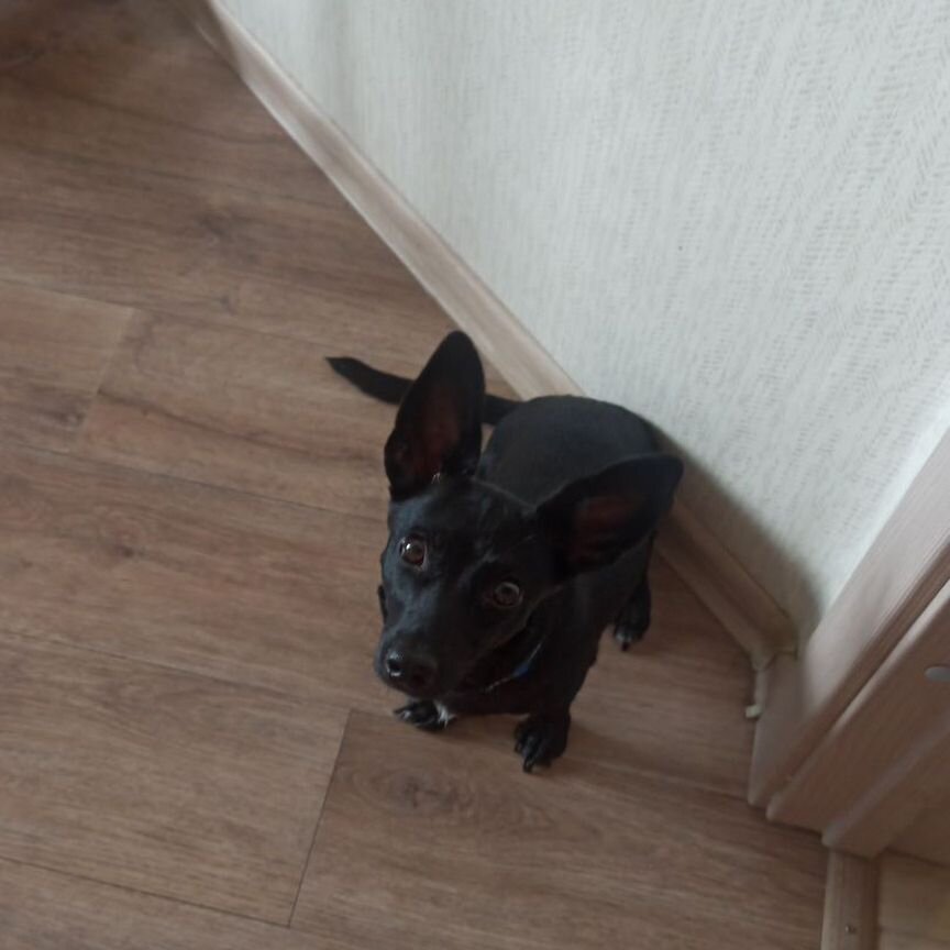 Отдам собаку в добрые руки