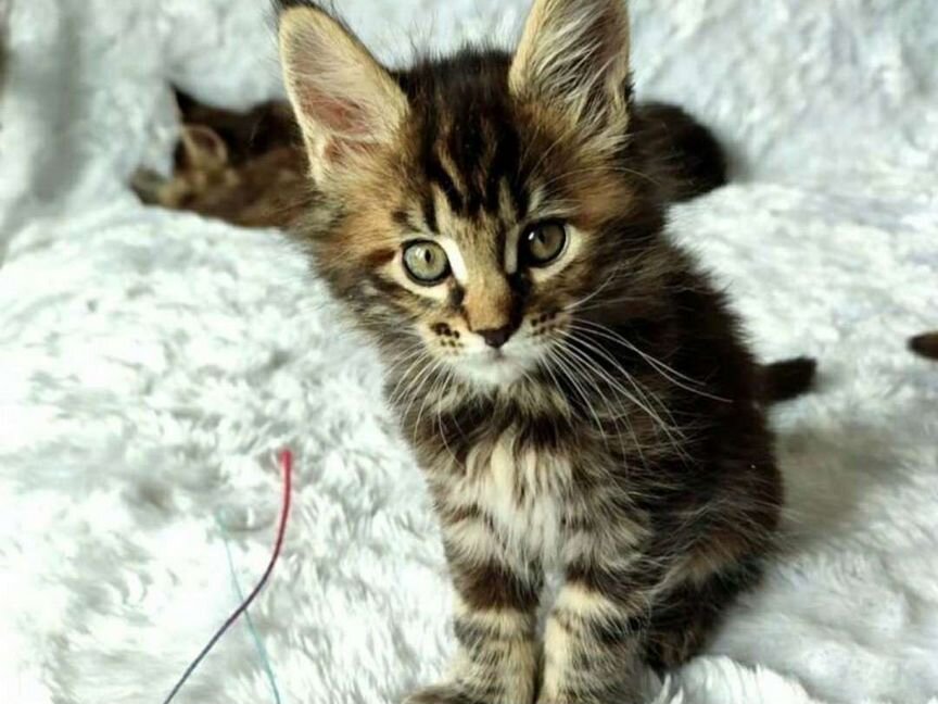 Домашние маленькие рыси