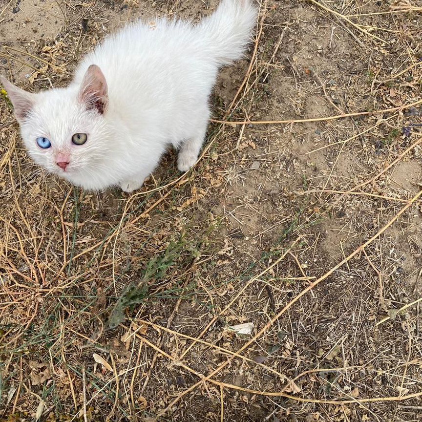 Помощь котятам