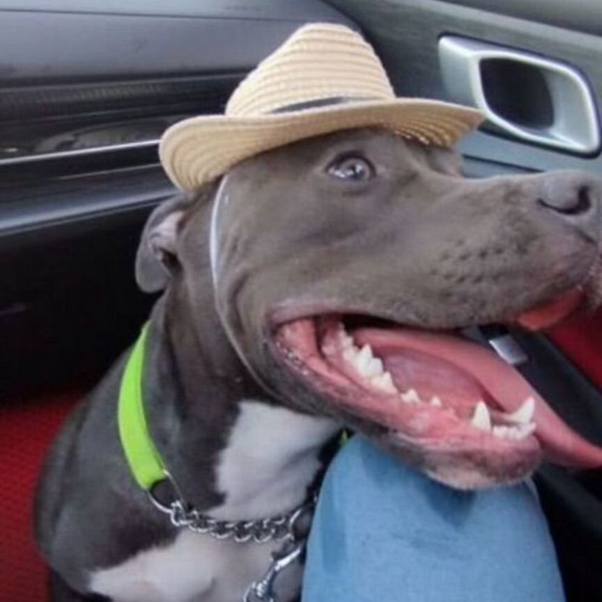 Голубой амстафф