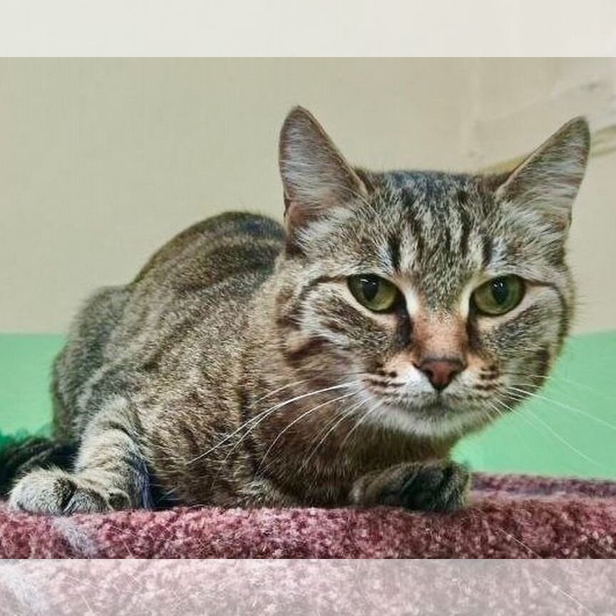 Бенгальская, взрослая кошка