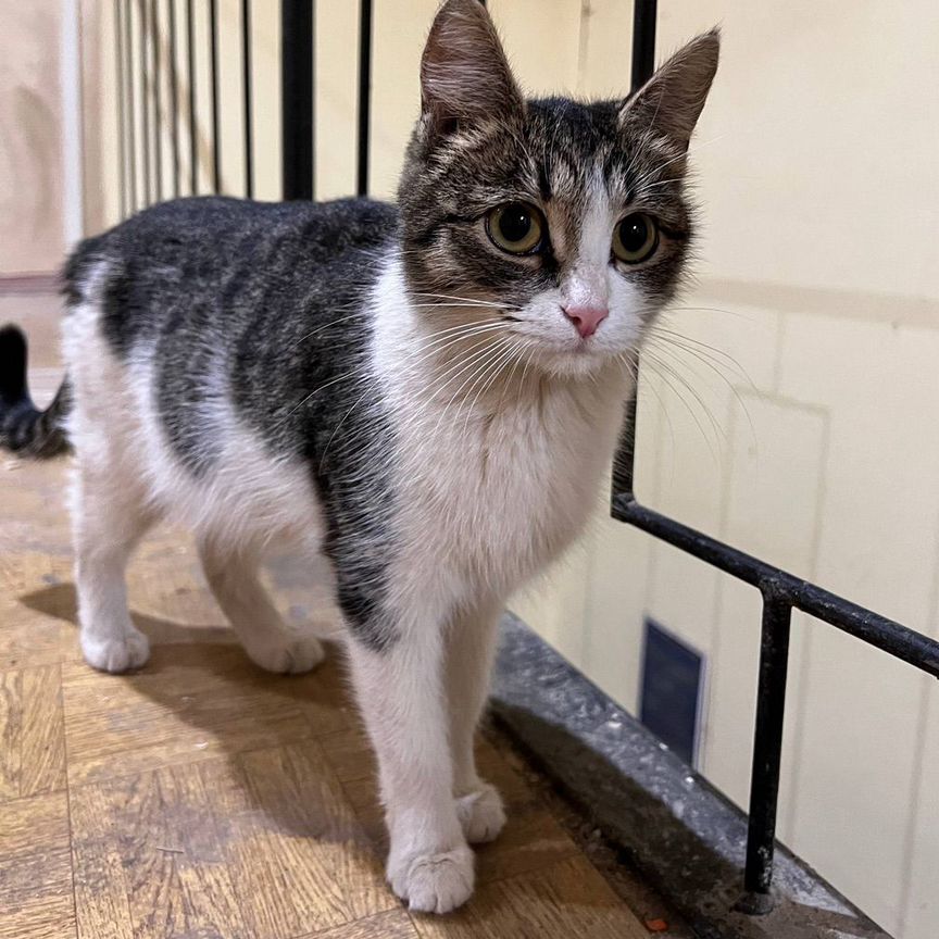 Взрослая кошка в добрые руки