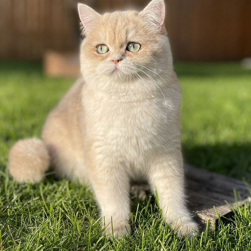 Голубая золотая кошечка