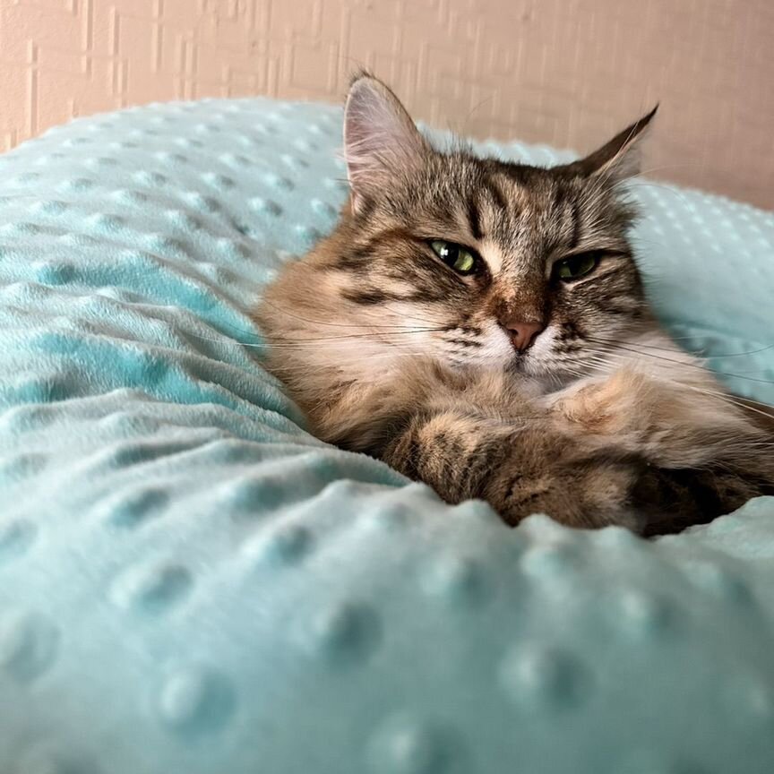 Кошка в добрые руки