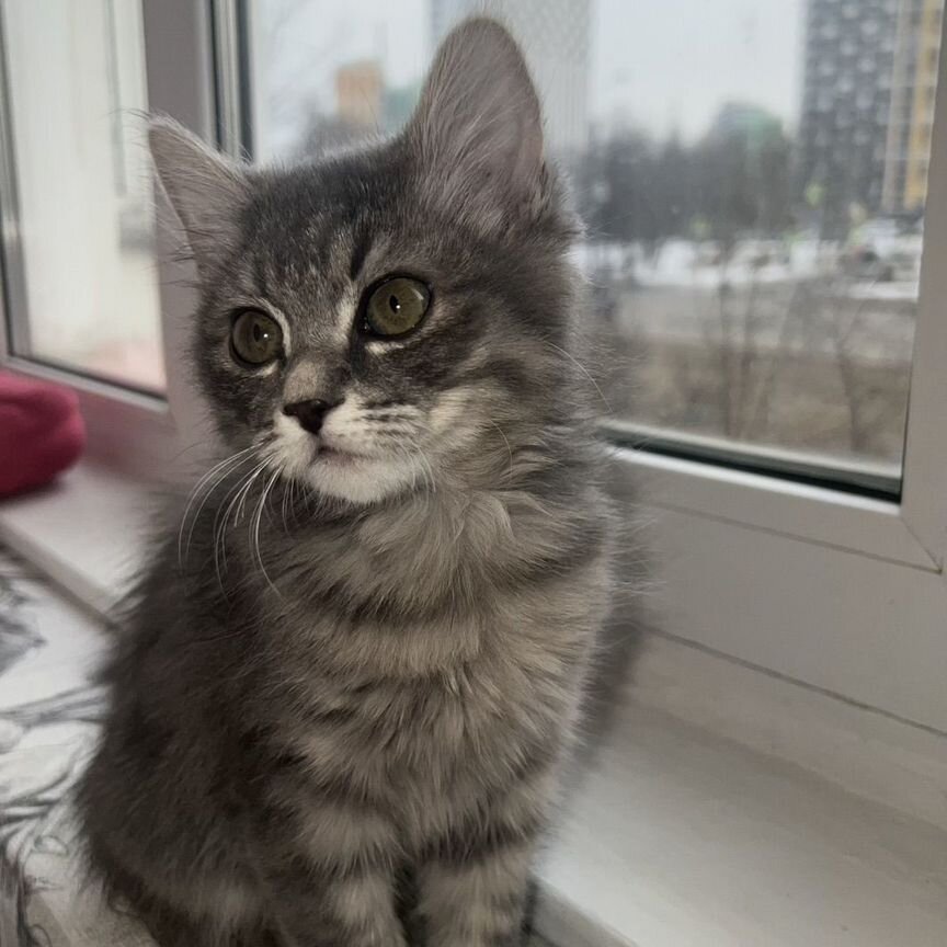 Котята в добрые руки бесплатно