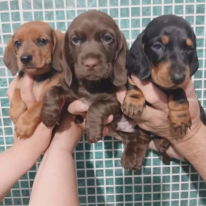 Карликовая такса, щенок