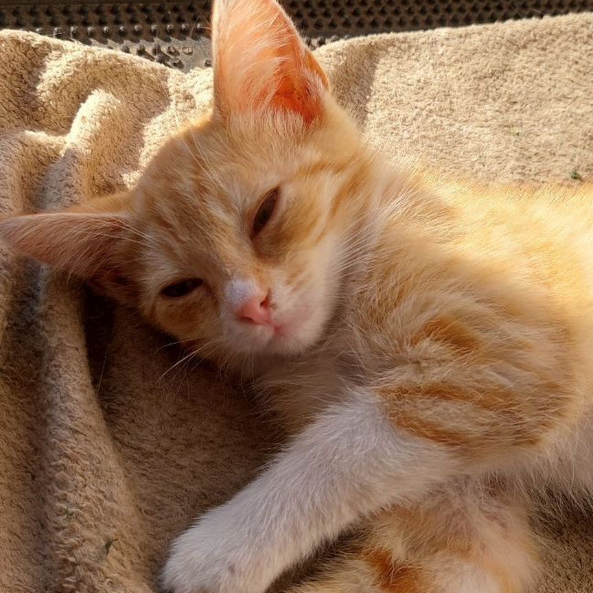 Котёнок рыжий девочка