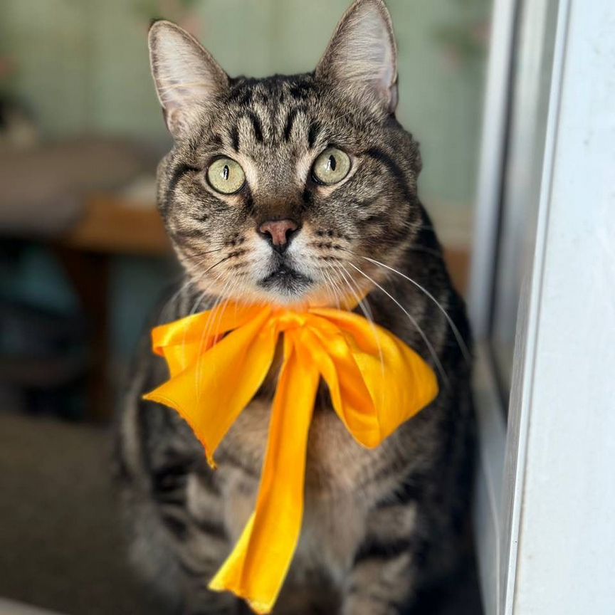 Котик Жан в добрые руки