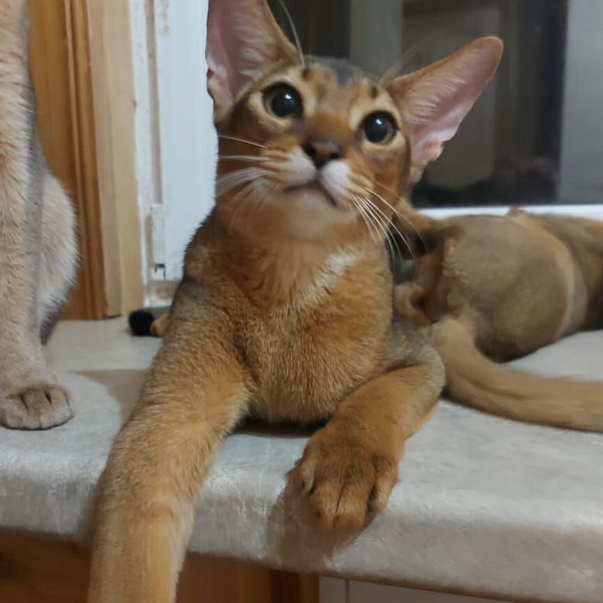 Абиссинские котята