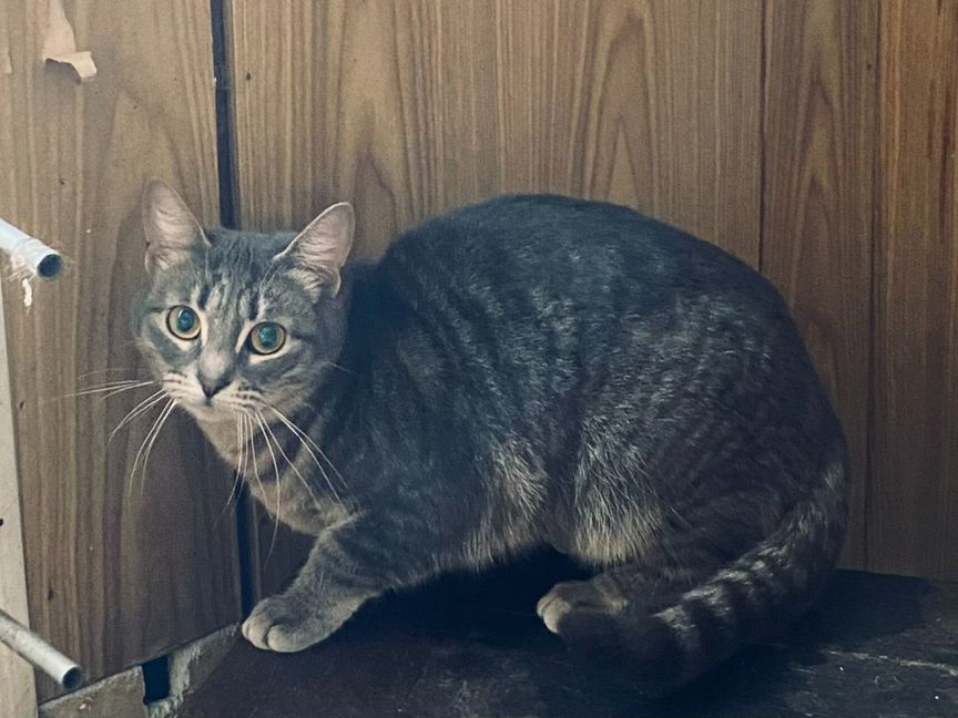 Сладкая кошечка Ириска в добрые руки