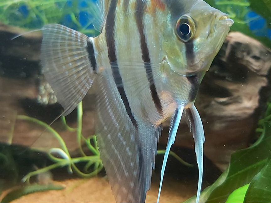 Скалярии манакапуру