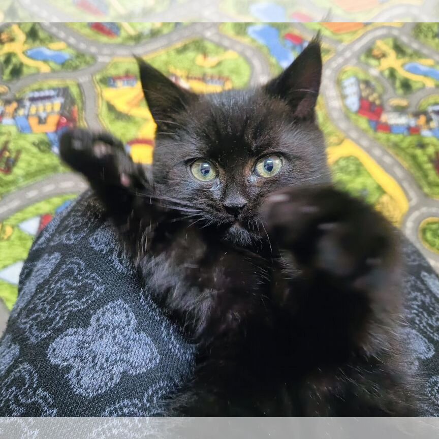 Британский короткошёрстный котёнок