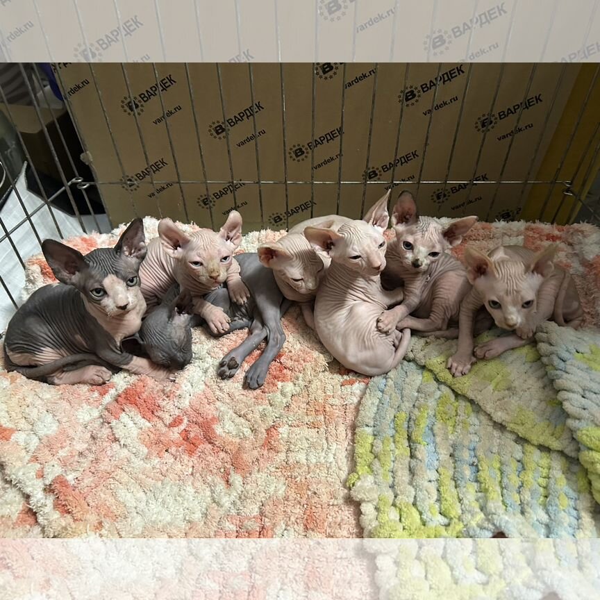 Котята породы канадский сфинкс