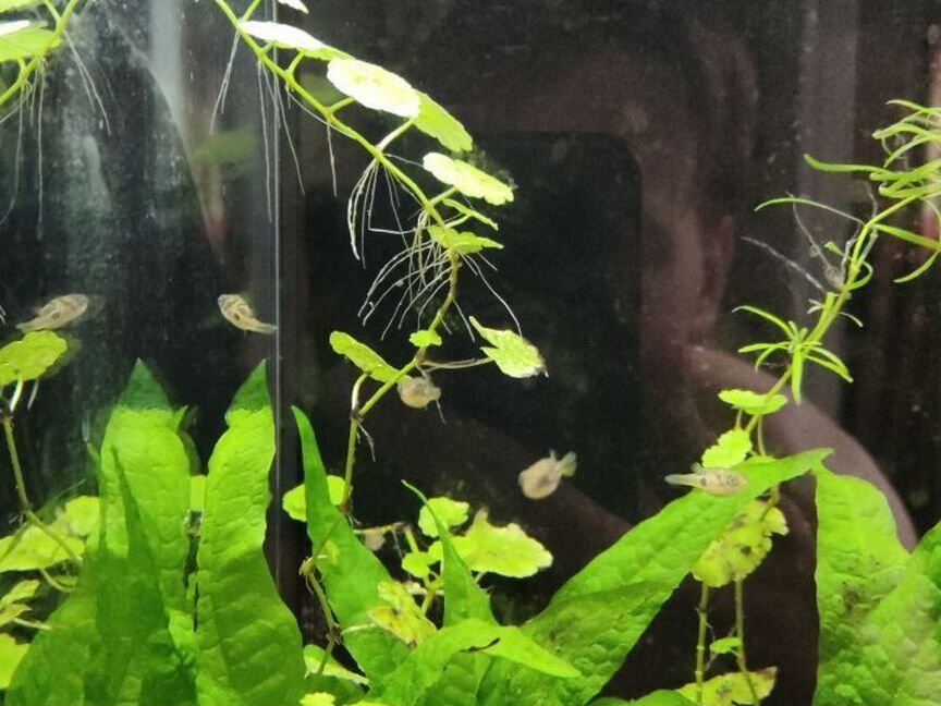 Карликовые тетраодоны 6 шт