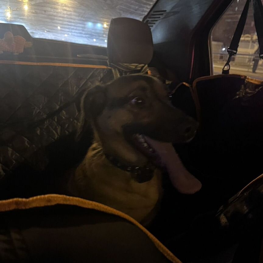 Такса, щенок