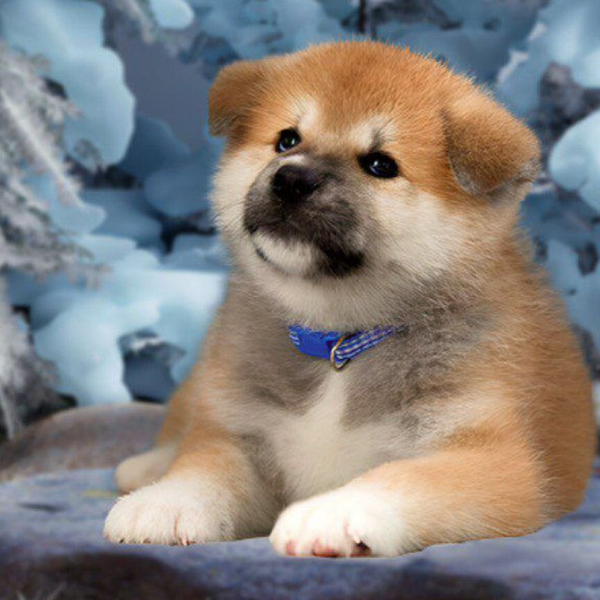 Акита-ину, щенок