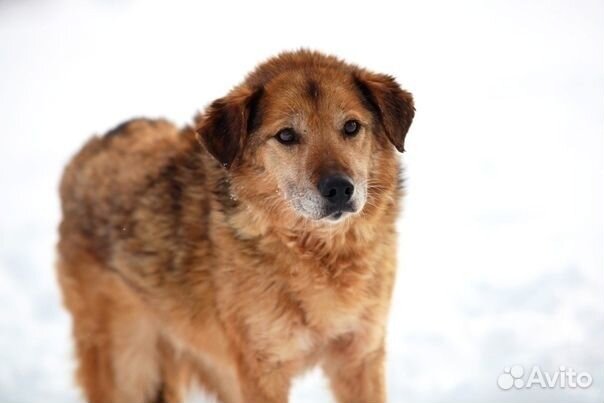 Ищем дом Жеке для доживания