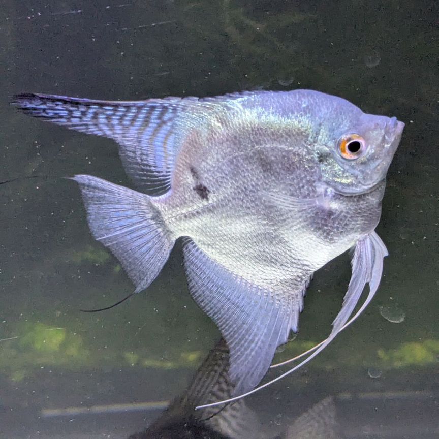 Скалярия голубая