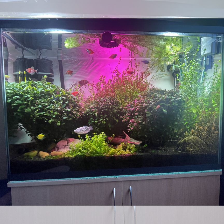 Аквариумные растения