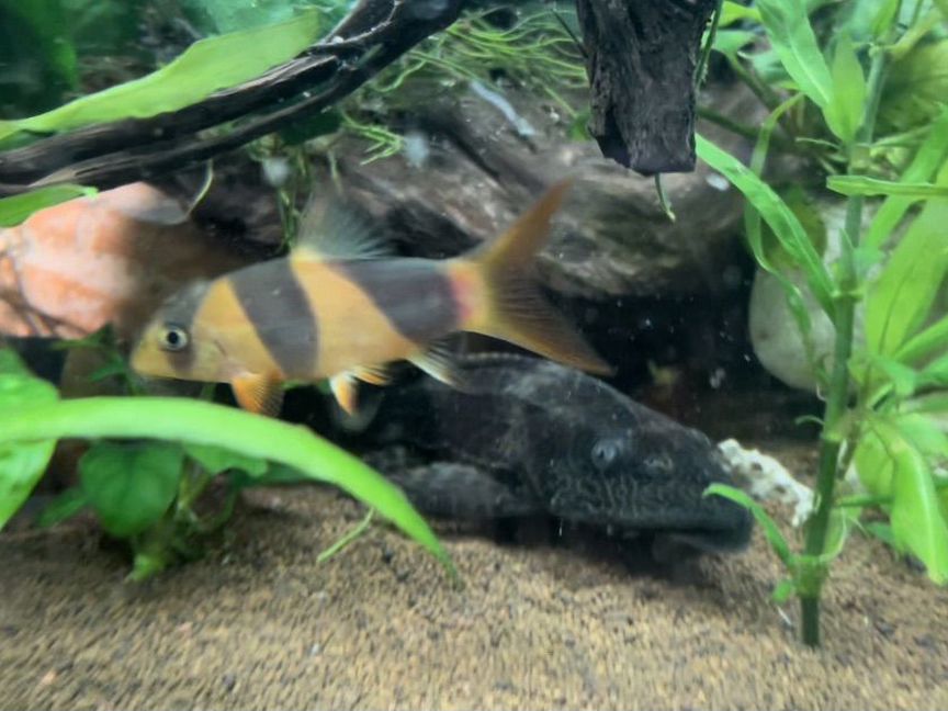 Боция клоун