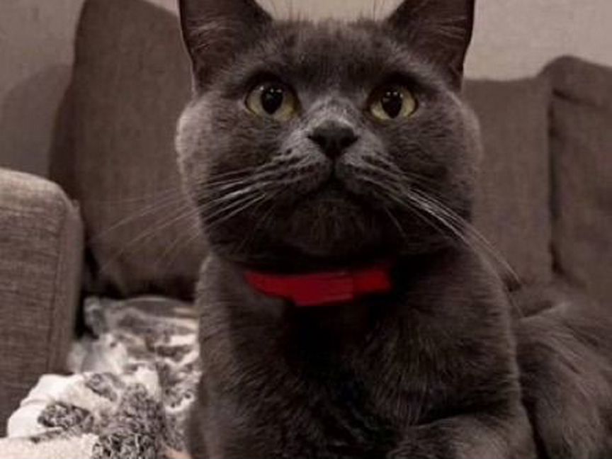 Кошка британская