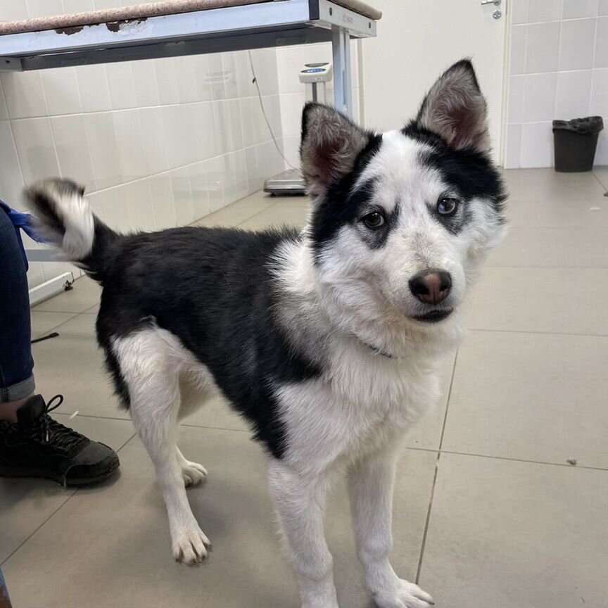 Вэй из приюта